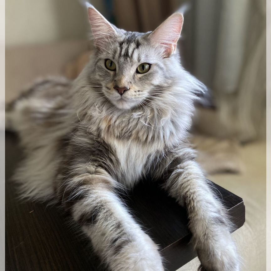Котята мейкун Кун