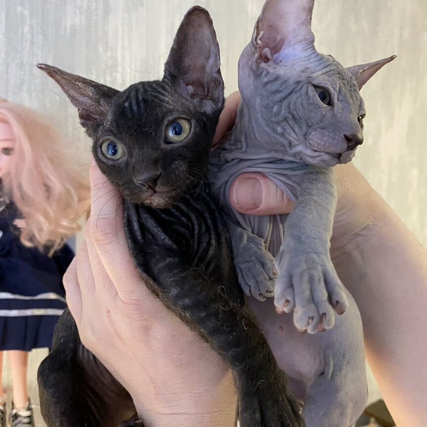Котята сфинкс