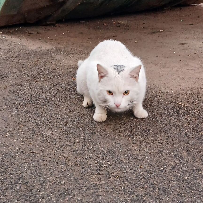 Медежонку очень нужен дом. Холодно