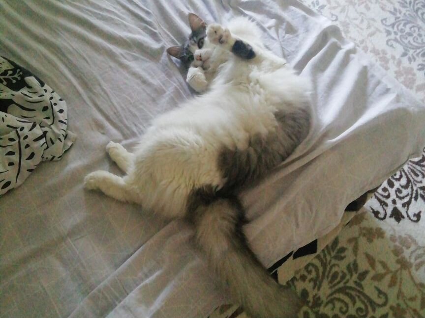 Домашние животные кошки