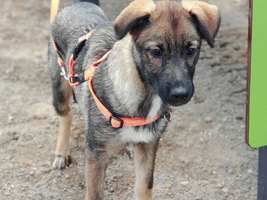 Терьер метис