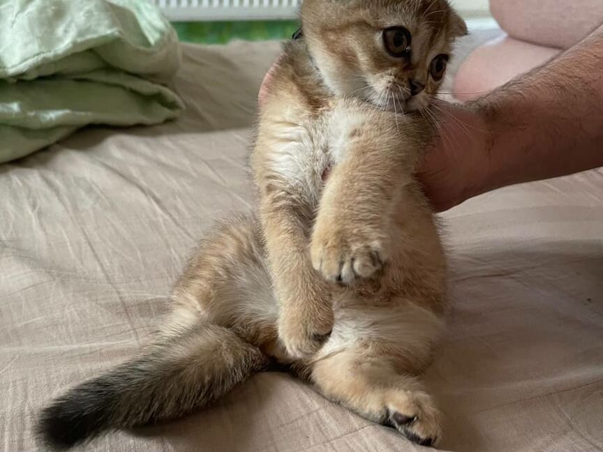 Шотландский кот на вязку