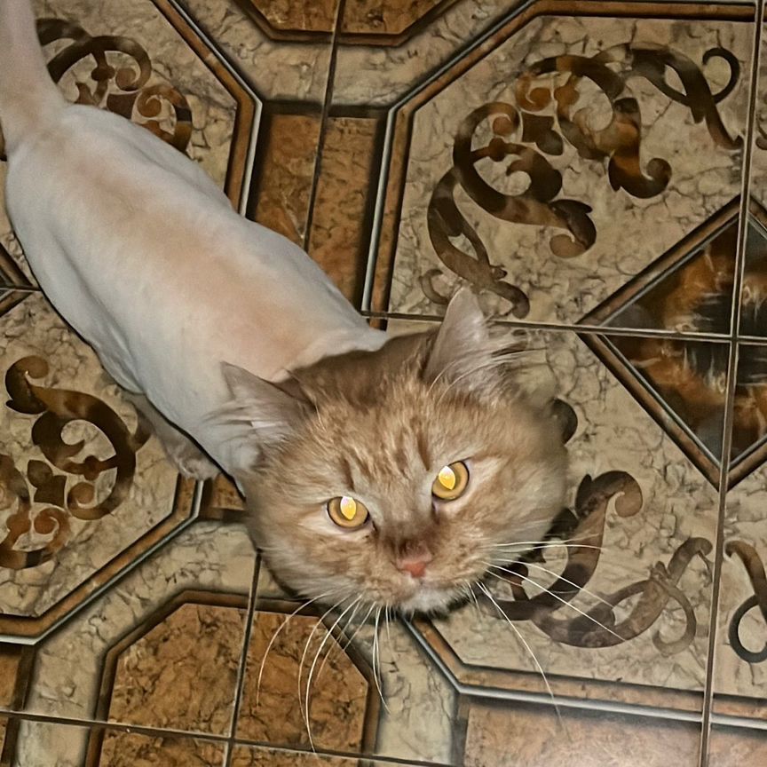 Котик в добрые руки