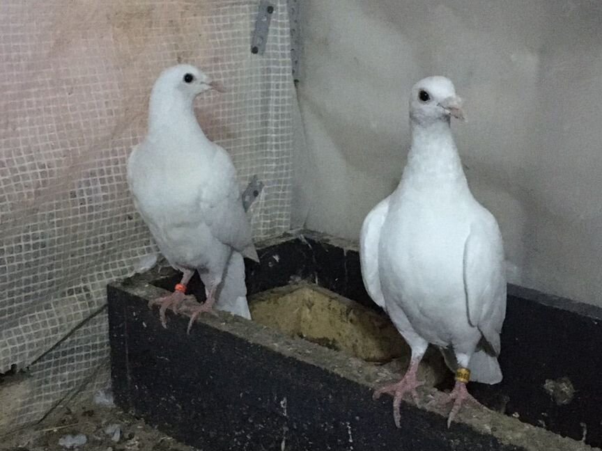 Спортивные голуби