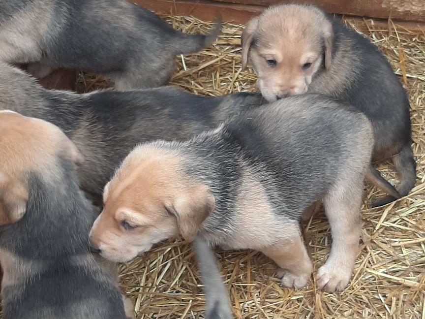 Русская гончая