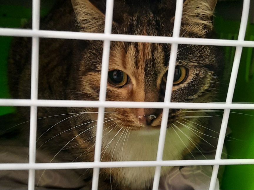 Кошка на выпуск