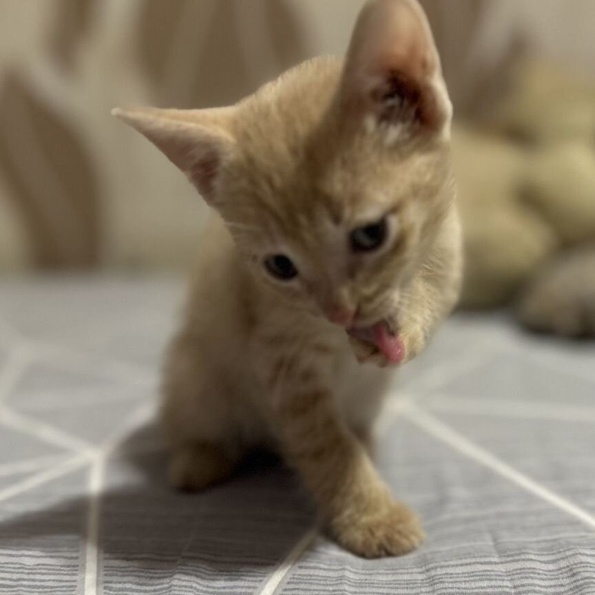 Котёнок в добрые руки