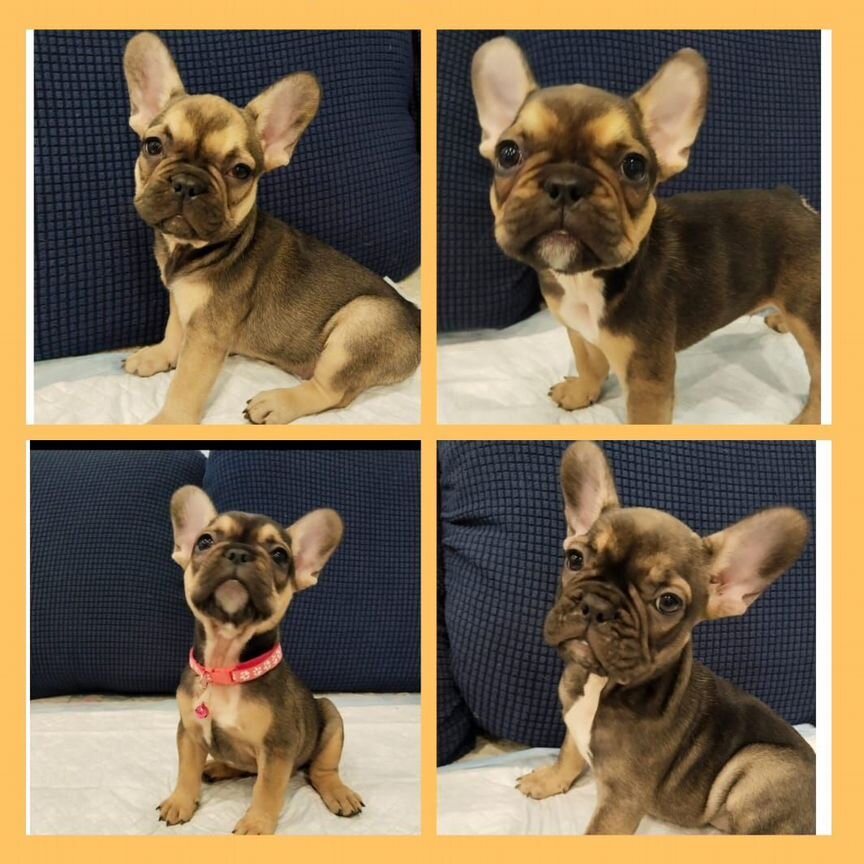Французский бульдог, щенок