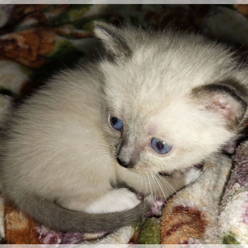 Котёнок в добрые руки
