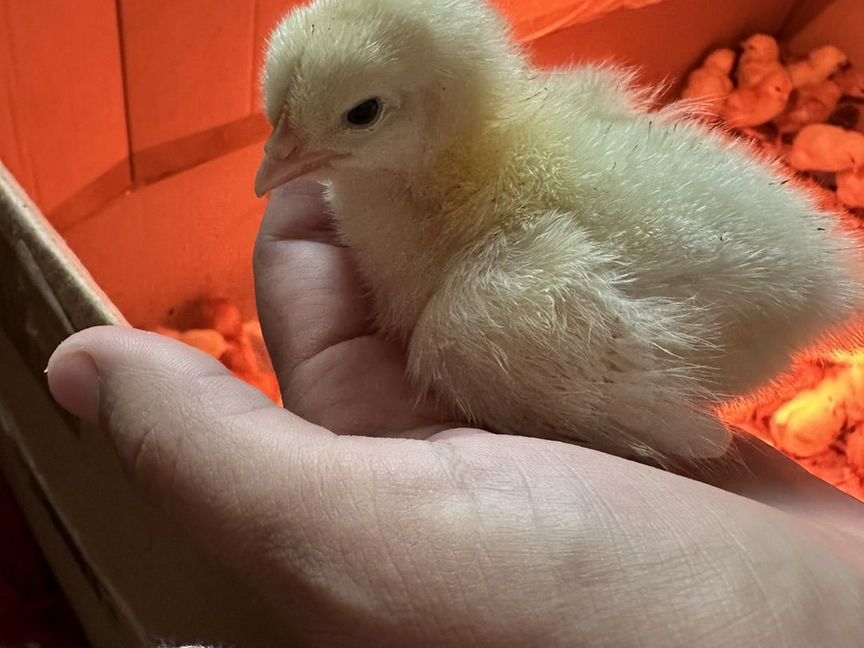 Молодые петушки в туймазах