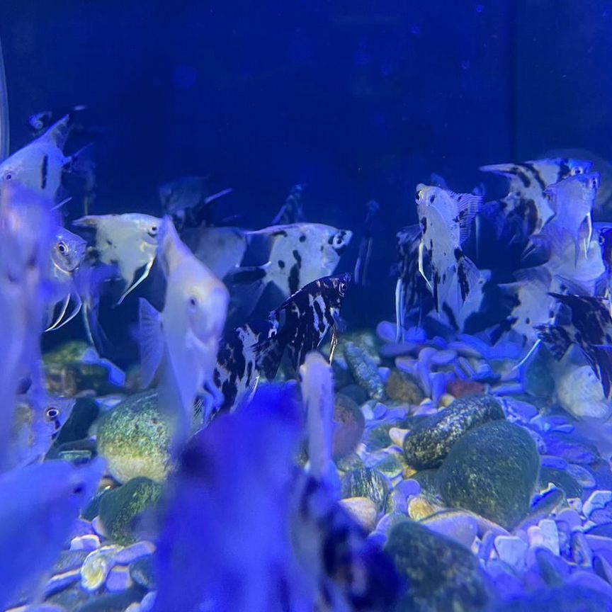 Аквариумы и рыбки