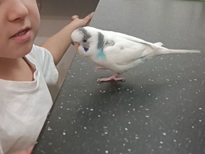 Улетел волнистый попугайчик