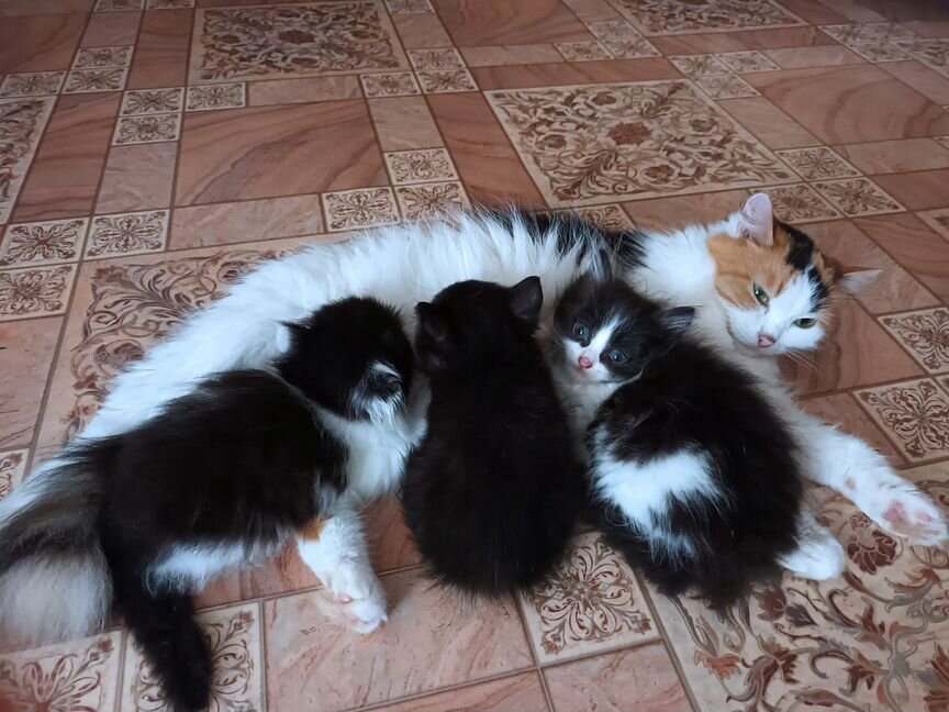Котята в добрые руки
