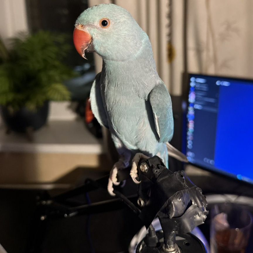 Ожереловый попугай выкормыш ручной