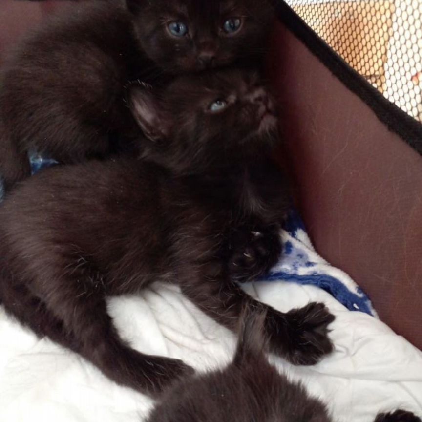 Черные котята в добрыеруки