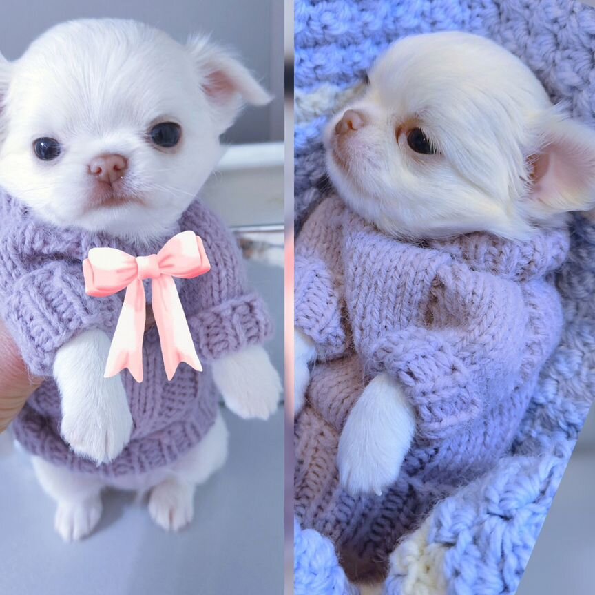 Чихуахуа, щенок