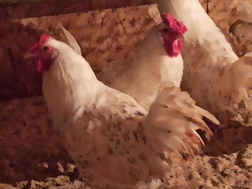 Молодые петухи