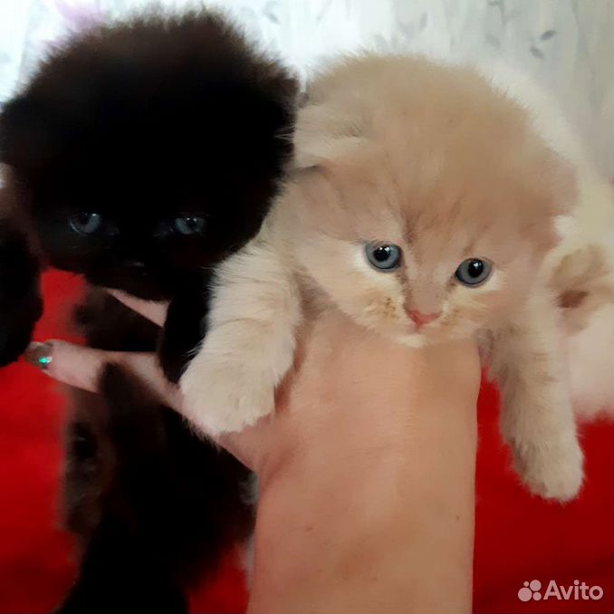 Шотландские Персята