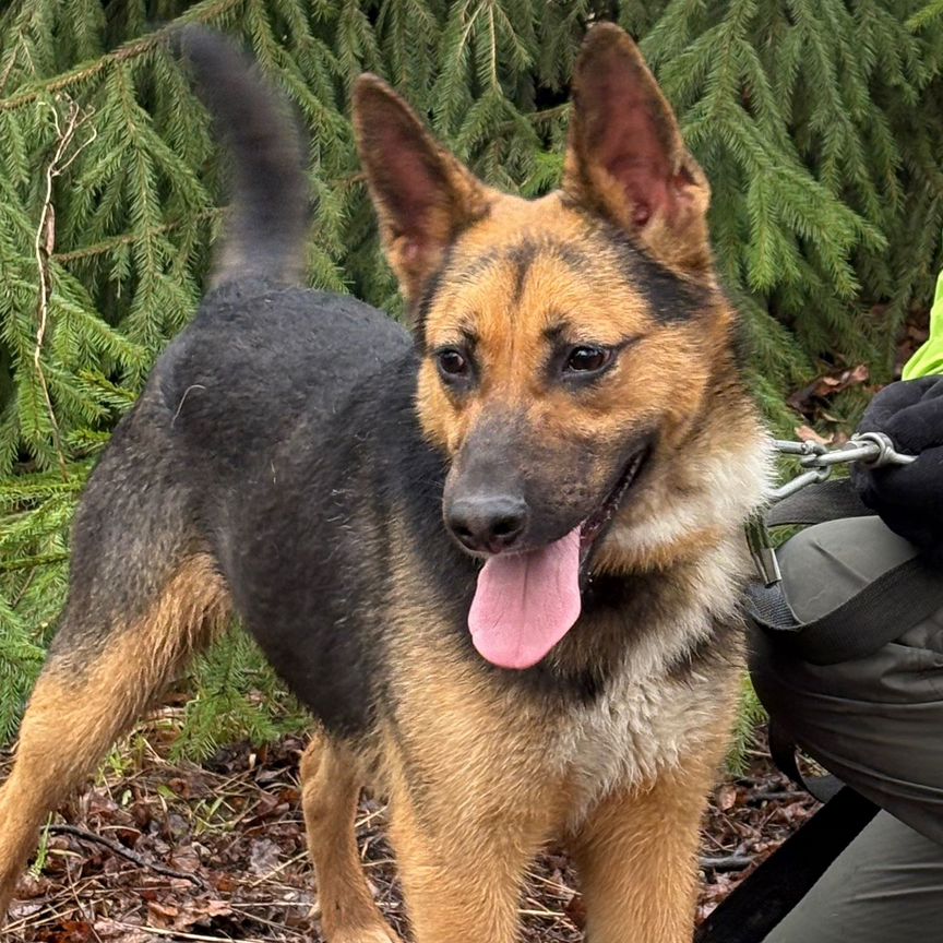 Щенок в добрые руки