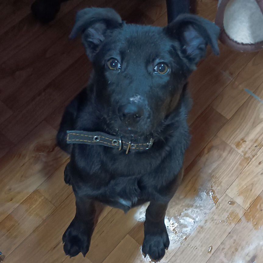 Щенок от частного владельца