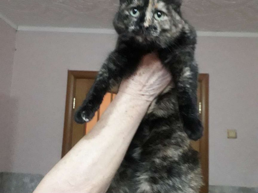 Замечательная кошечка