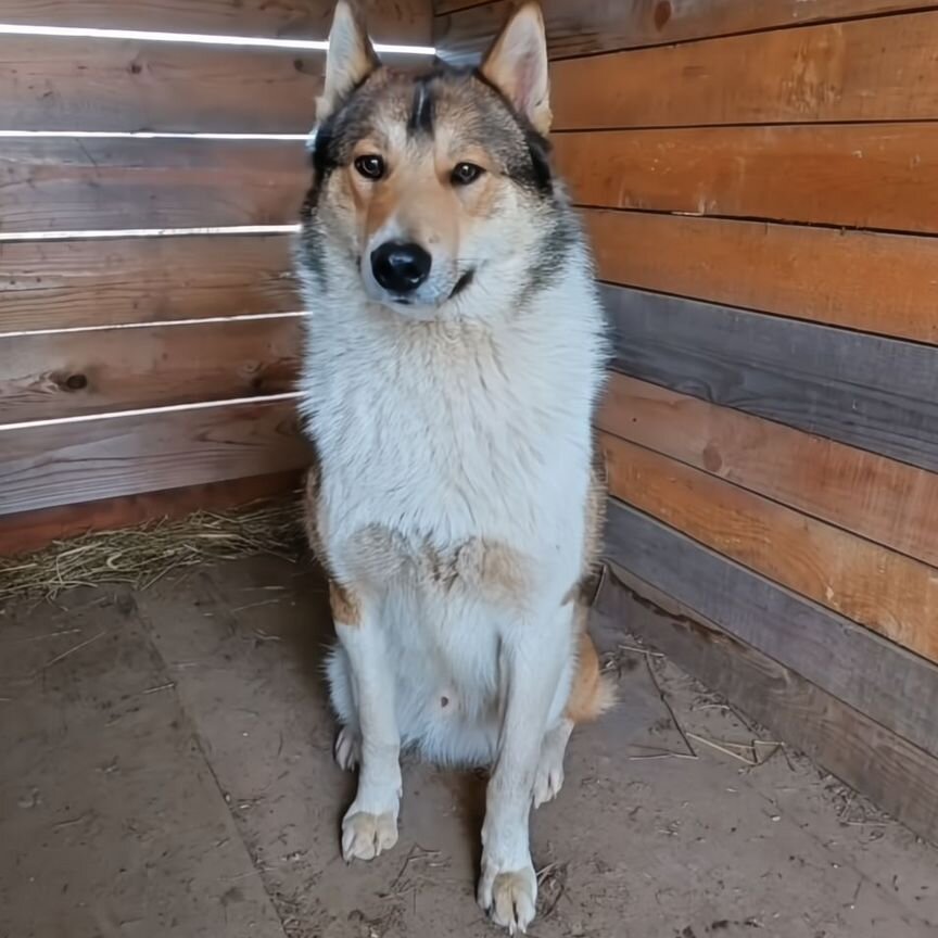 Западносибирская лайка, взрослый пёс