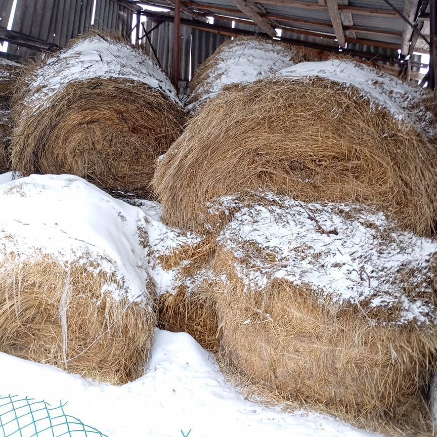 Продам сено в рулонах