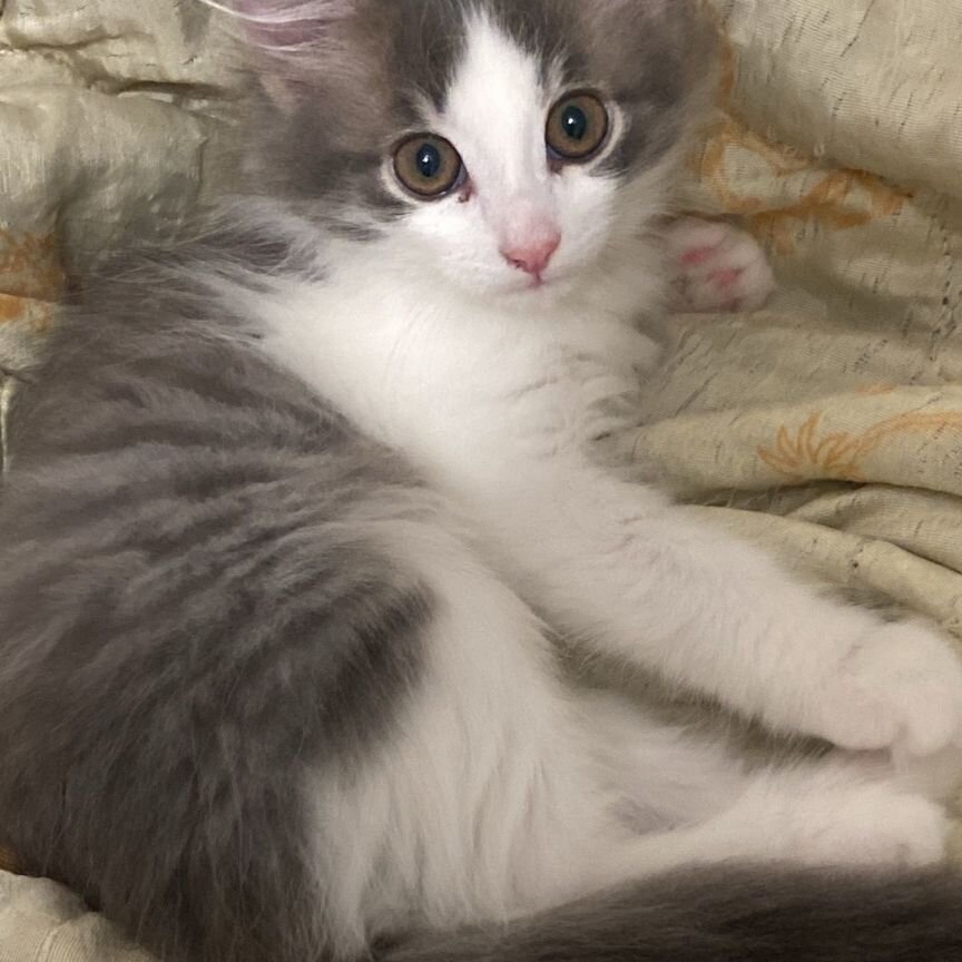 Котенок