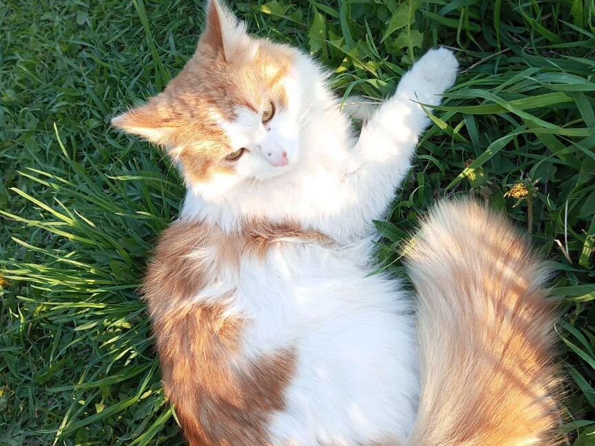 Отдам кота в добрые руки