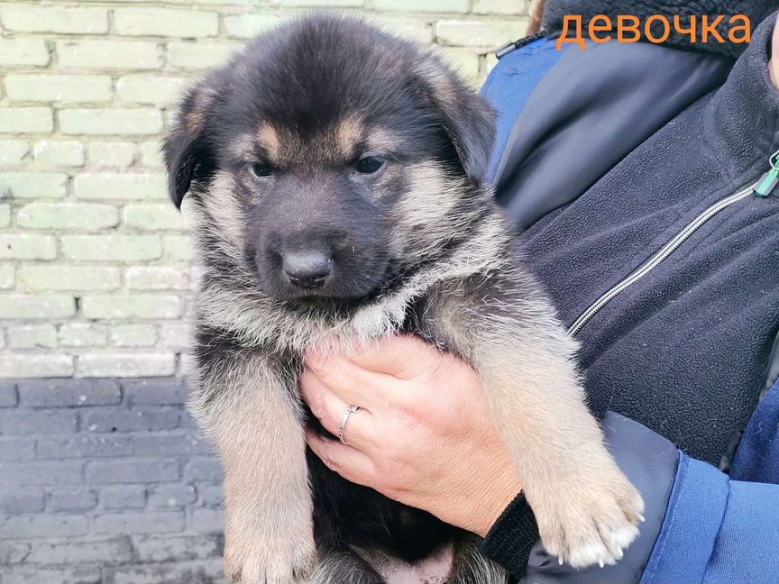 Метис немецкой овчарки