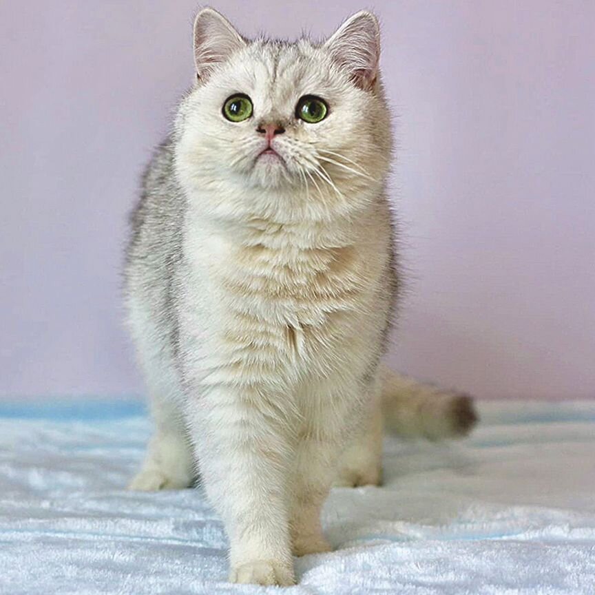 Серебристая шиншилла котик