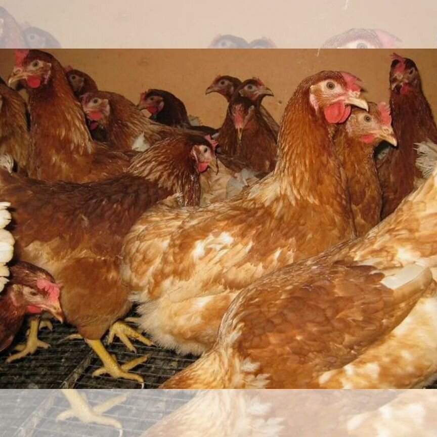 Несушки с доставкой