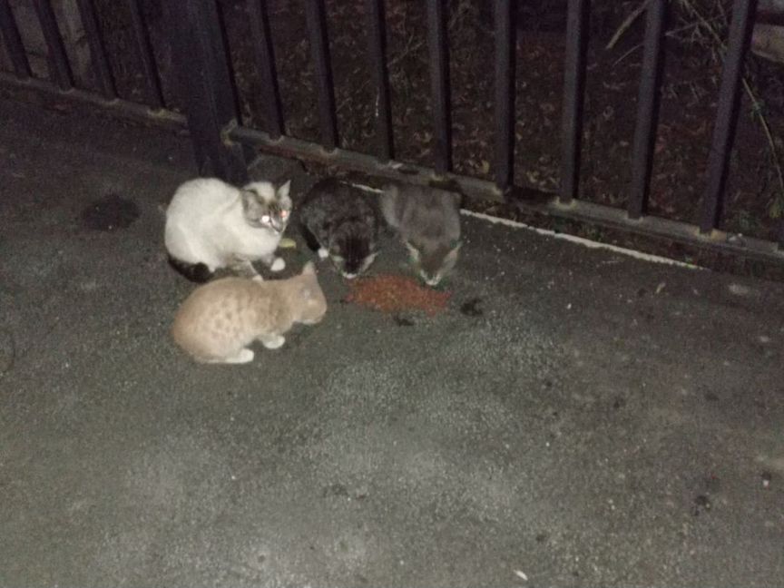 Котята с кошкой Верхняя Курья