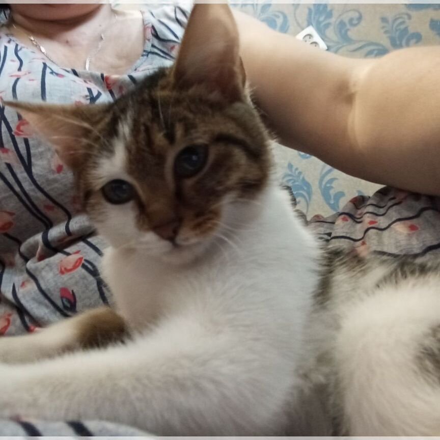 Котёнок в добрые руки