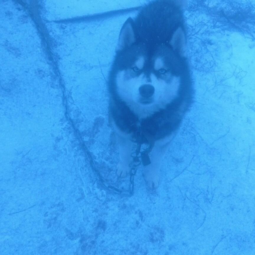 Хаски в добрые руки