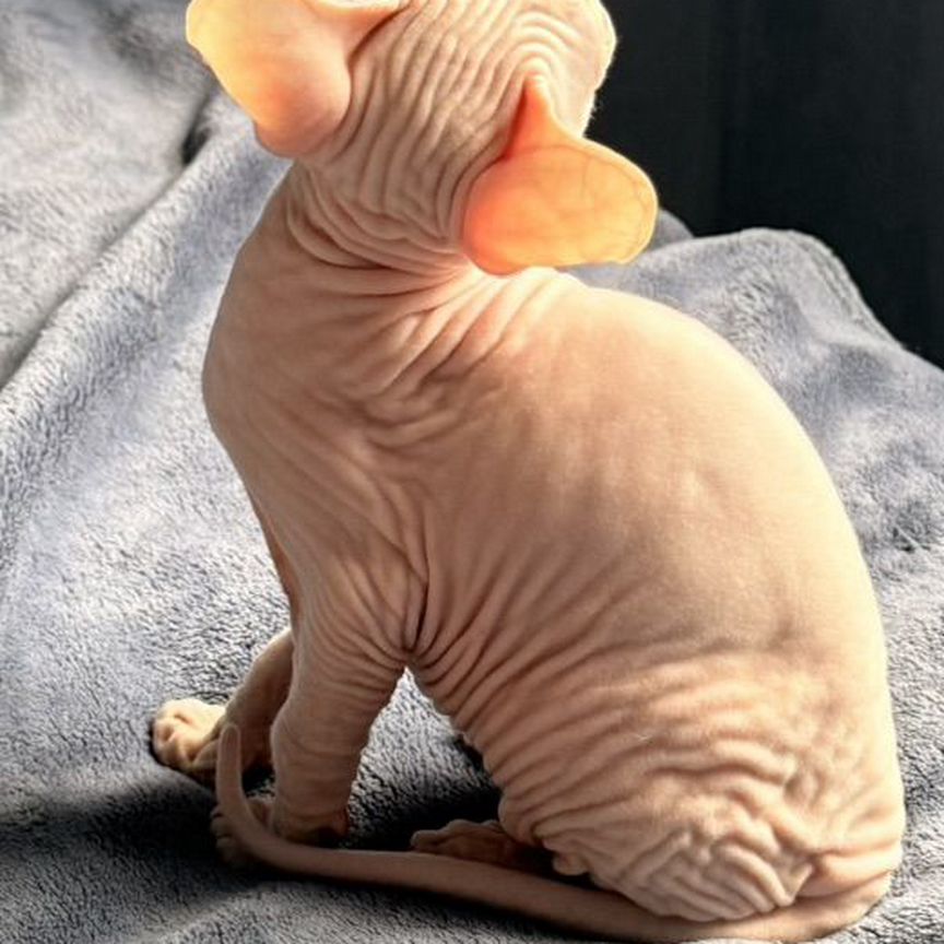 Донской сфинкс котёнок