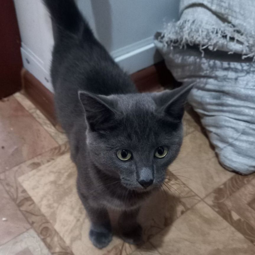 Котёнок в добрые руки