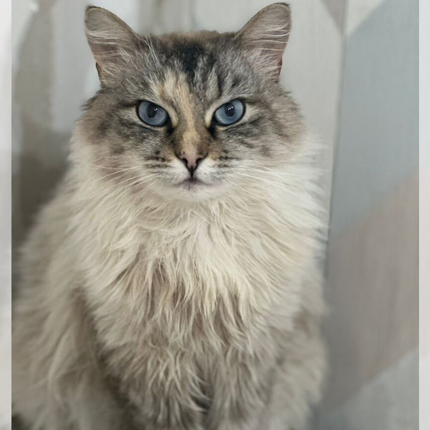 Тайская, взрослая кошка