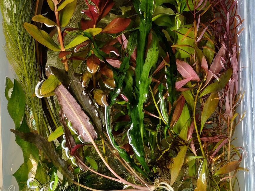 Аквариумные растения (набор)