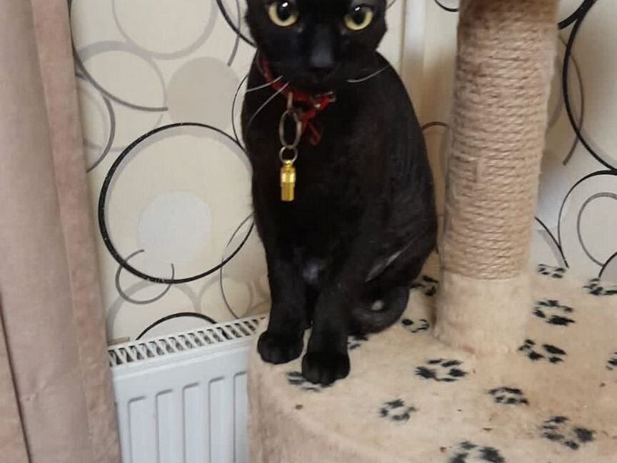 Кот петерболд