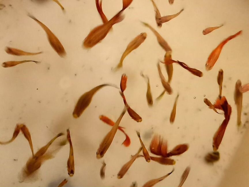 Рыбки гуппи отдам