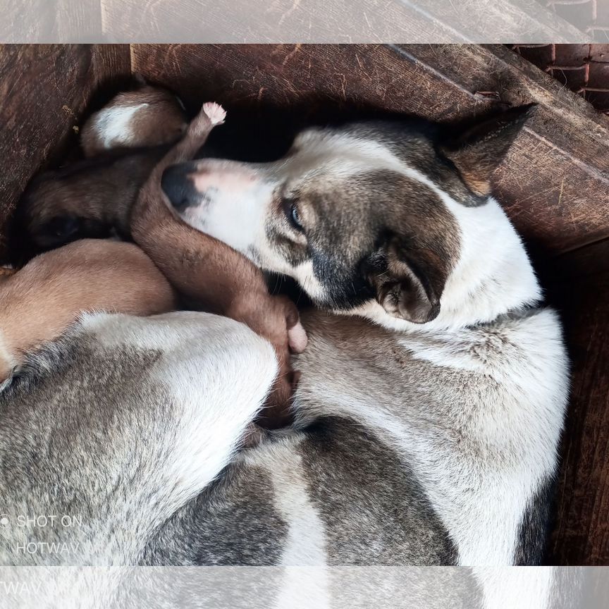 Западносибирская лайка, щенок