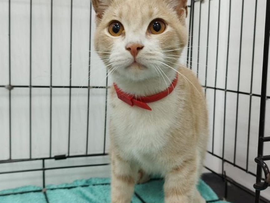 Отдам кота в добрые руки