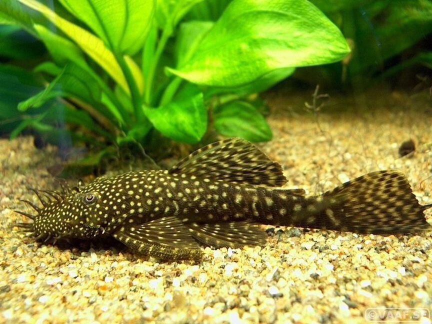 Анциструс обыкновенный