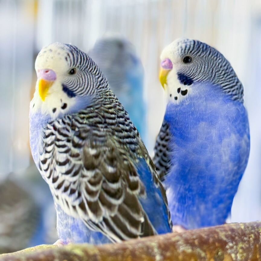 Волнистые Малыши 45 дней / Клетки / Доставка