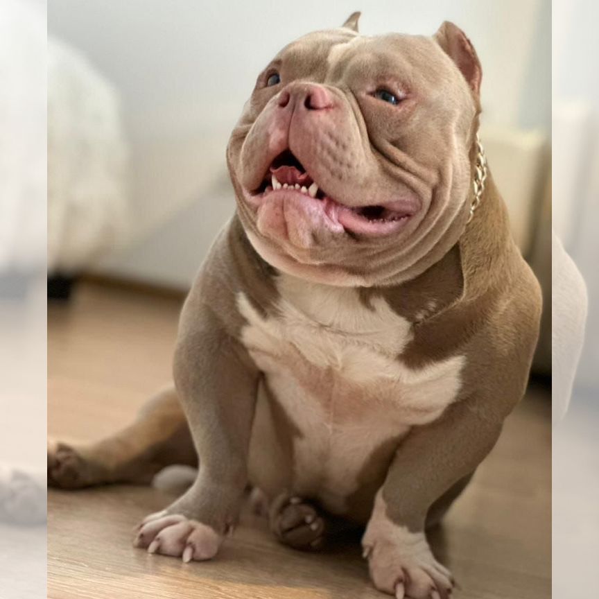 Американский булли, взрослый пёс