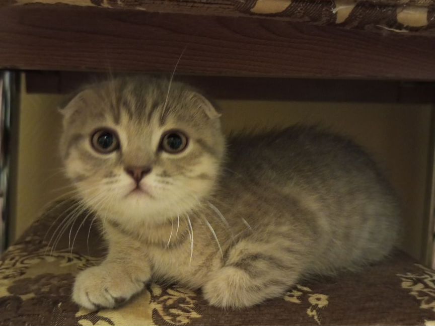 Шотландский вислоухий котик