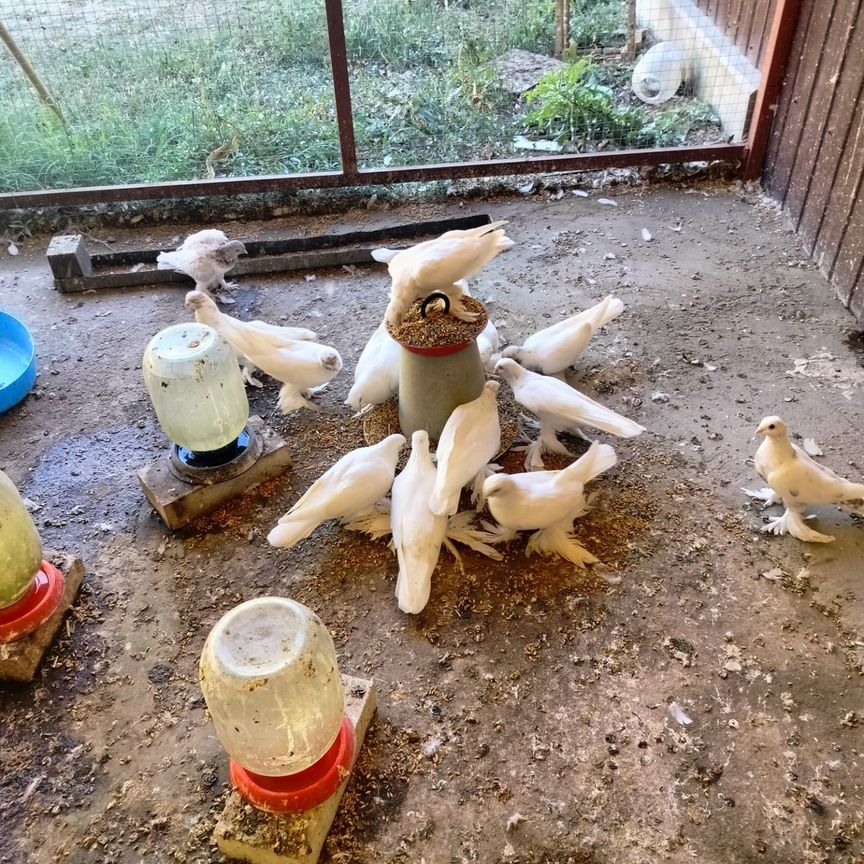 Продажа голубей