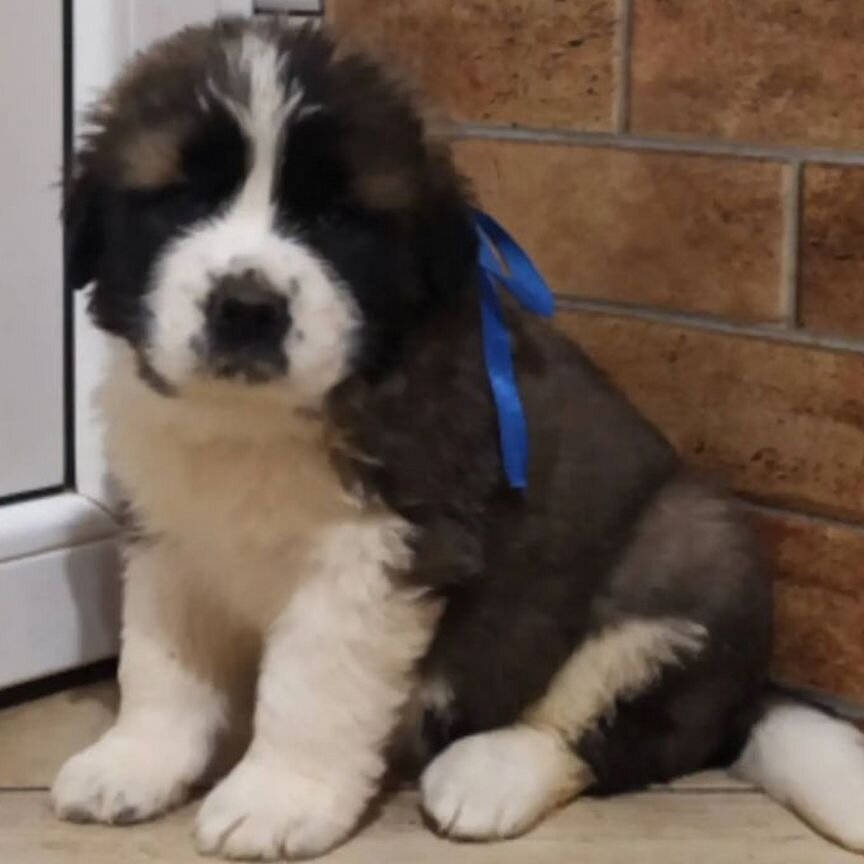 Московская Сторожевая