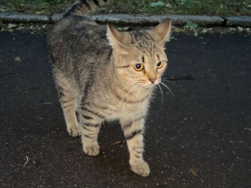 Ласковая кошечка в добрые руки